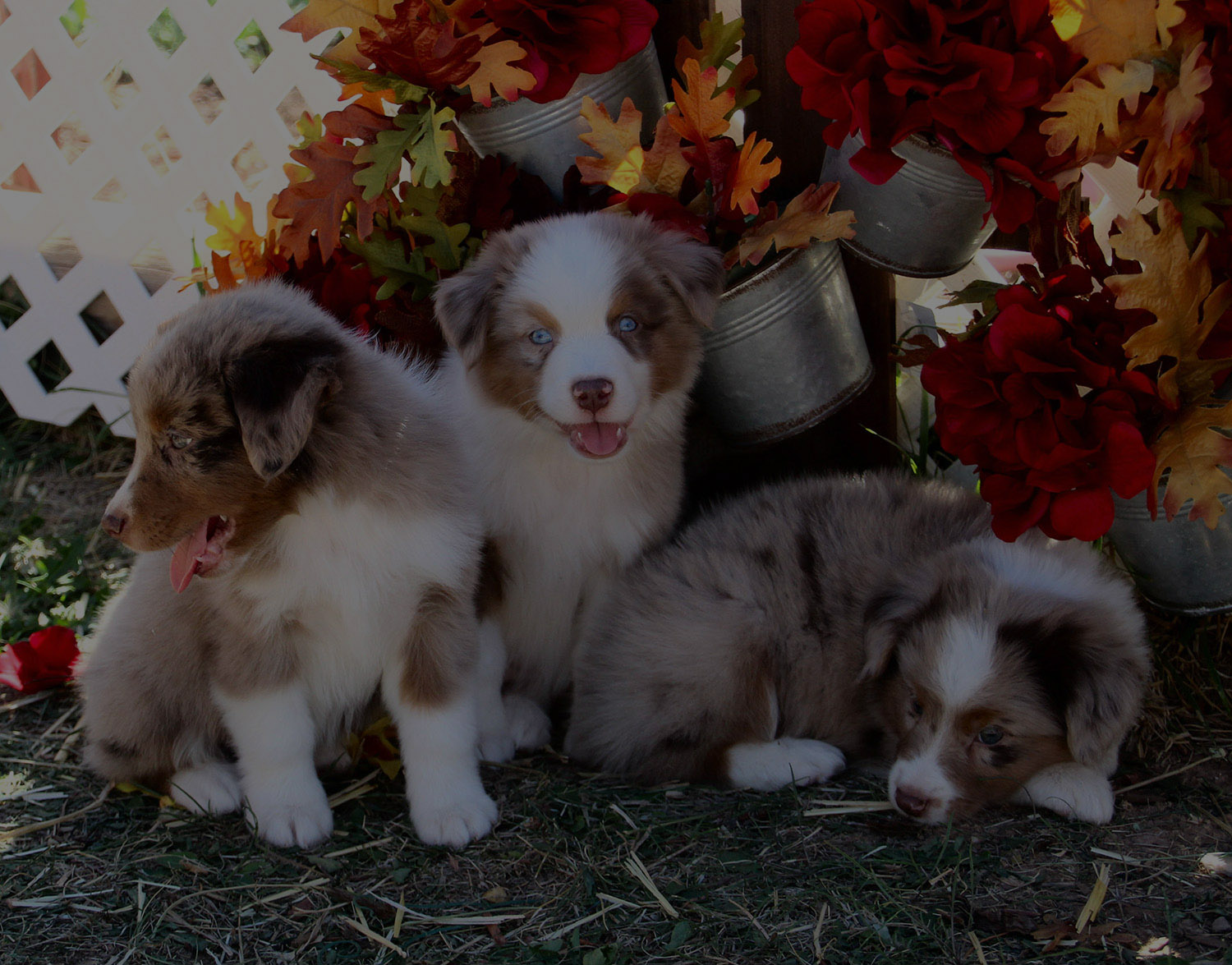 availablepupsbg | Color Country Aussies