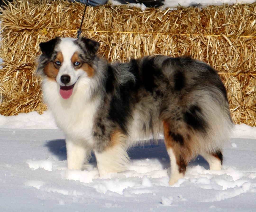 Toy and Miniature Australian Shepherd Males | Color Country Aussies
