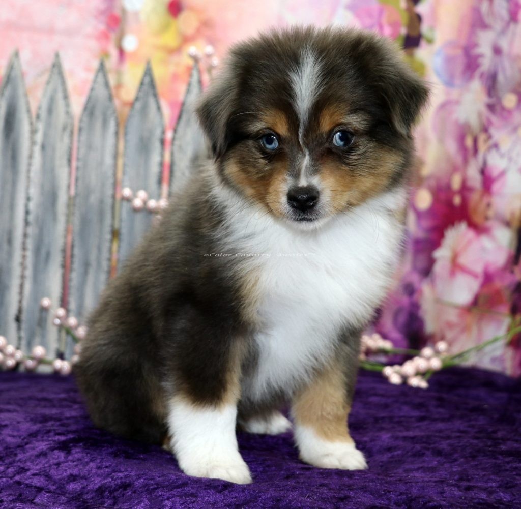 Black Gold Dilute Merle | Color Country Aussies