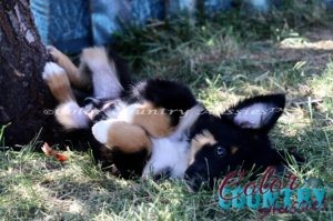 Dilute’s Black Tri Male 3 | Color Country Aussies