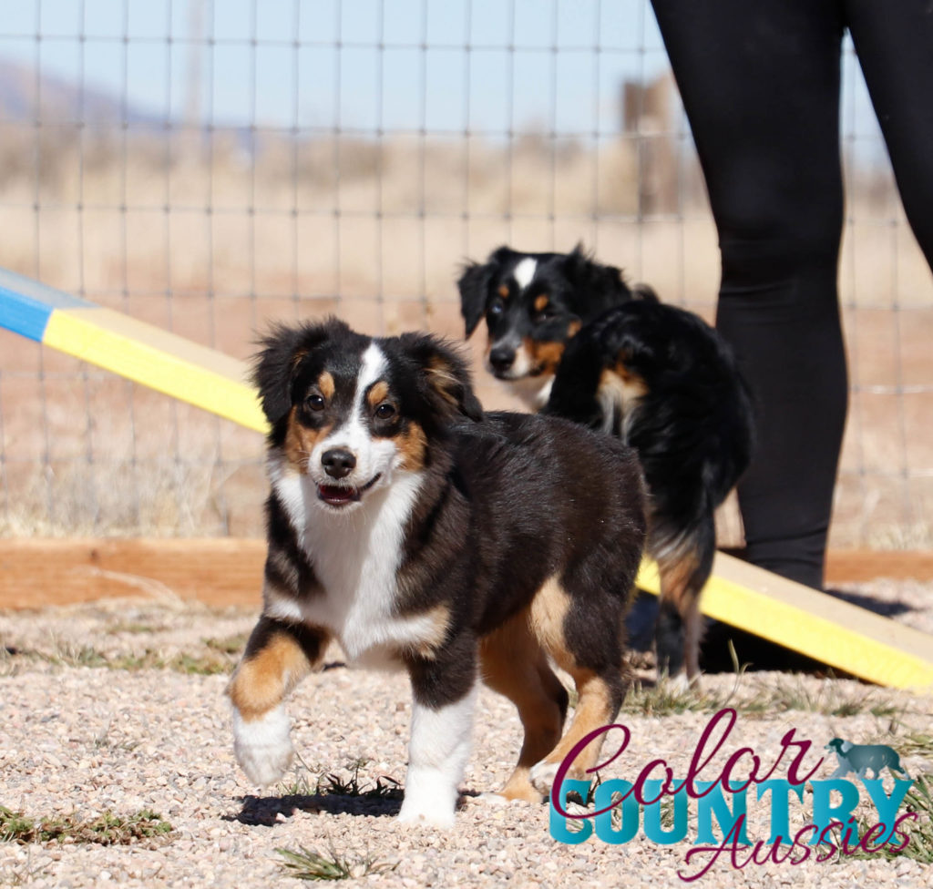 Coat of Many Colors Black Tri Male 2 | Color Country Aussies