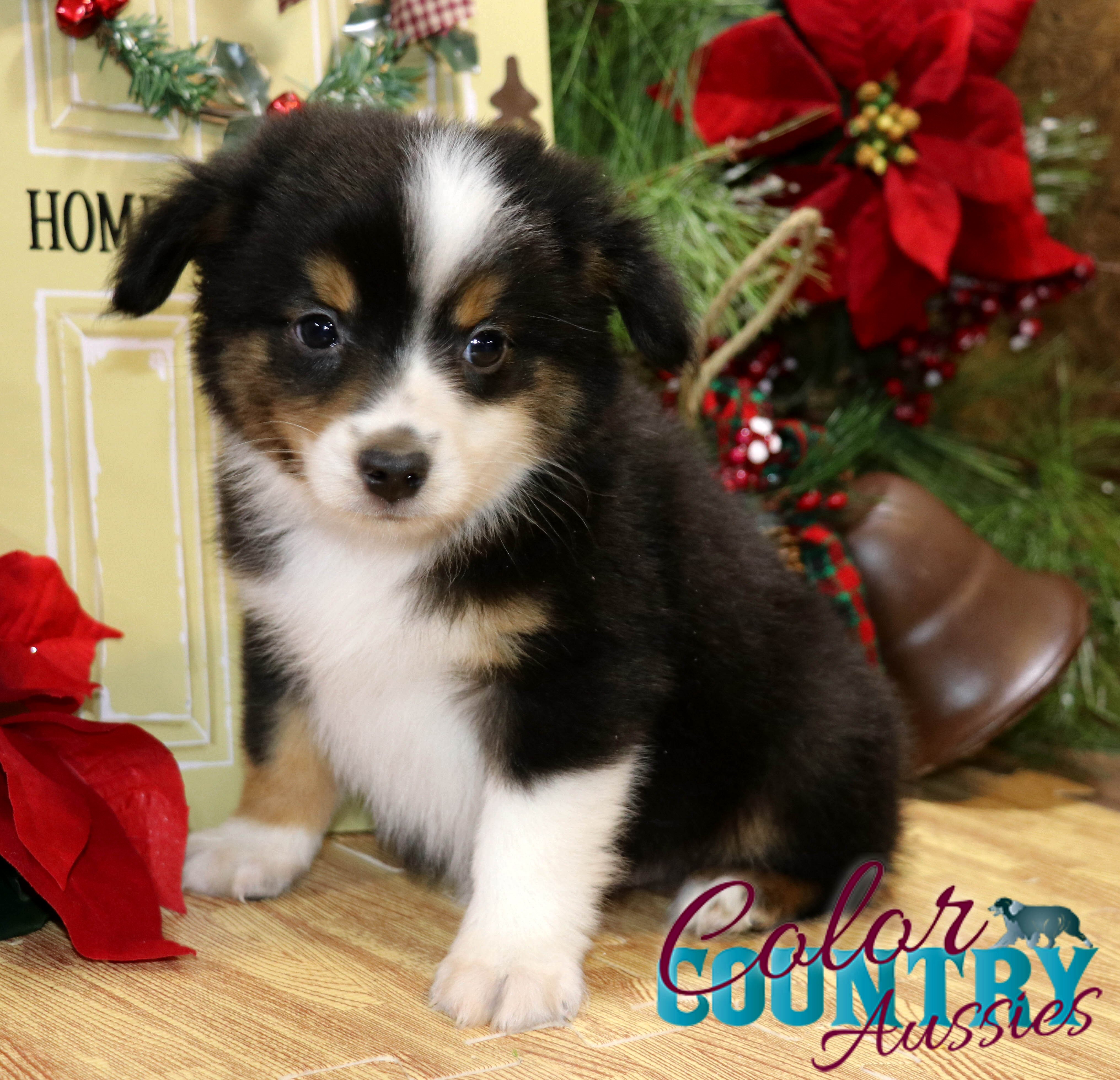 Coat of Many Colors Black Tri Male 2 | Color Country Aussies