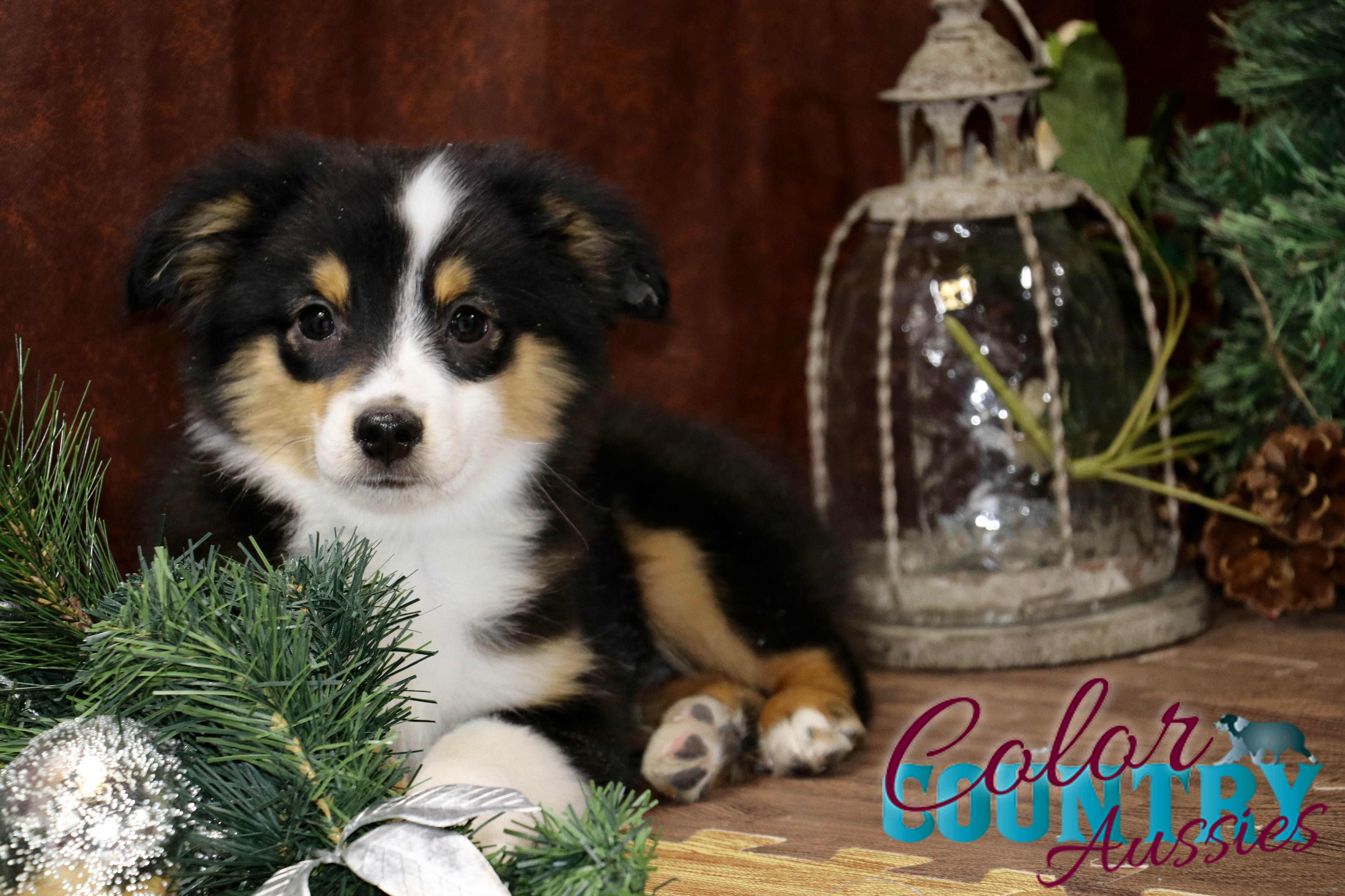 Coat of Many Colors Black Tri Male 2 | Color Country Aussies