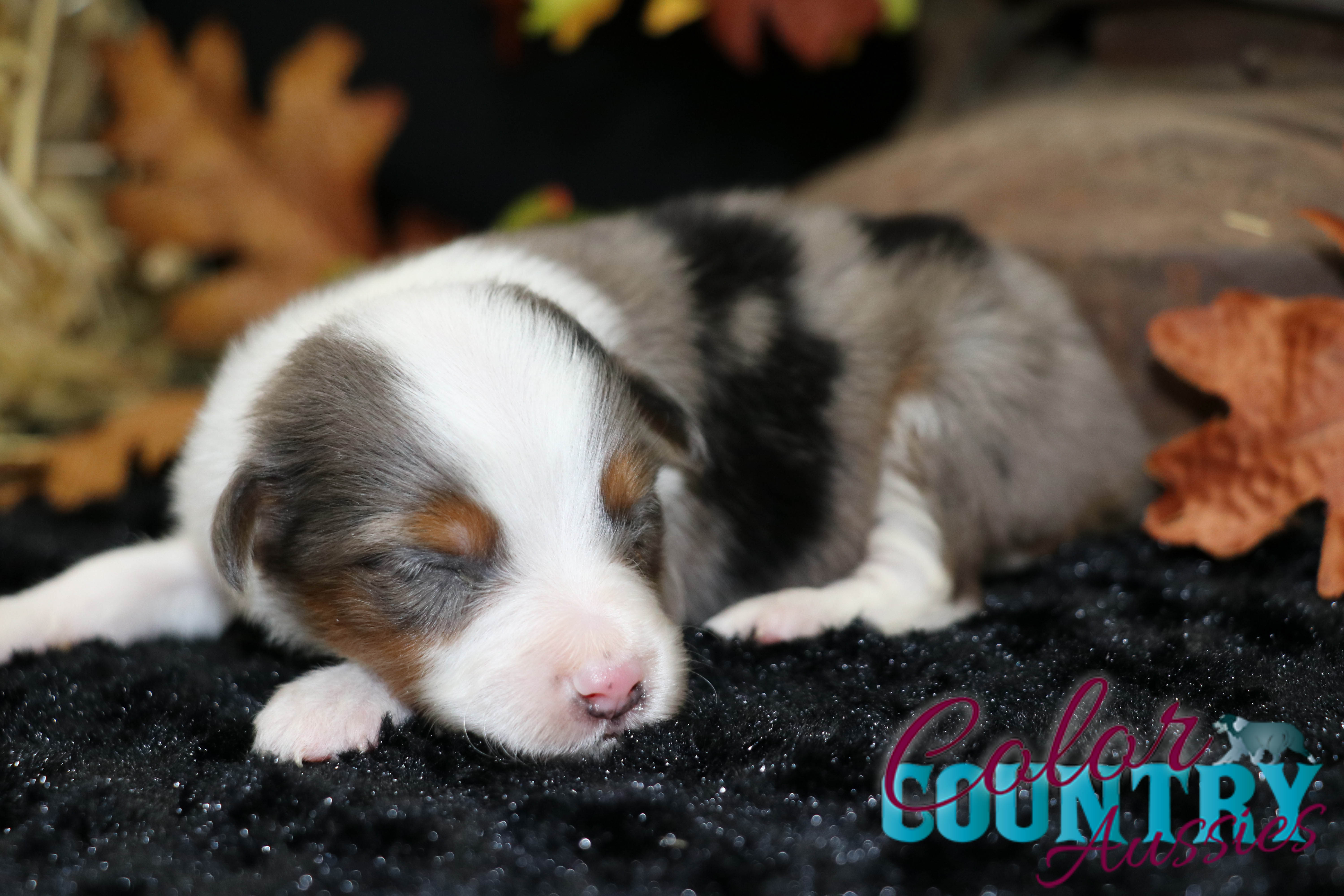 Storm’s Blue Merle Male 1 | Color Country Aussies