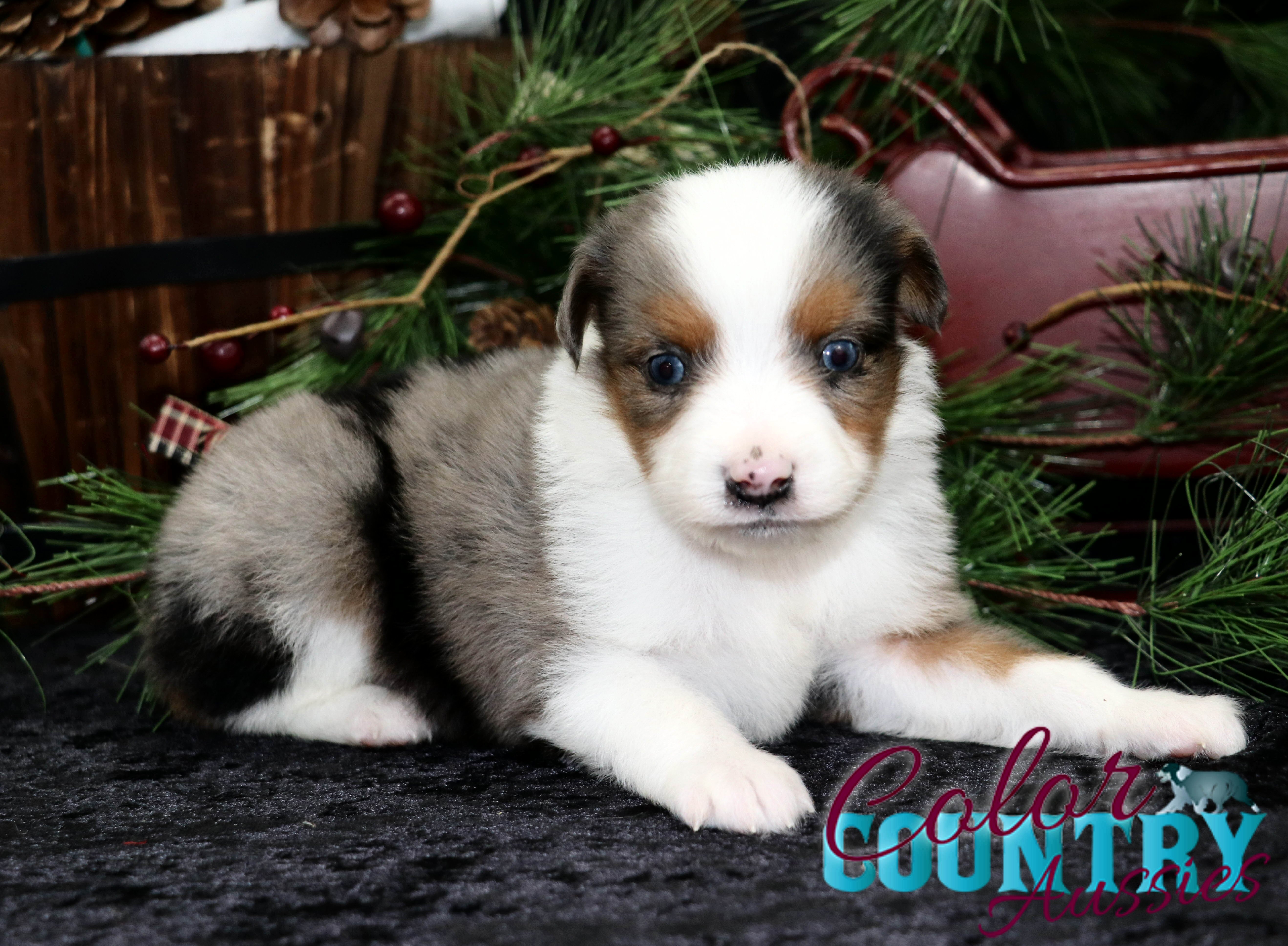 Storm’s Blue Merle Male 1 | Color Country Aussies