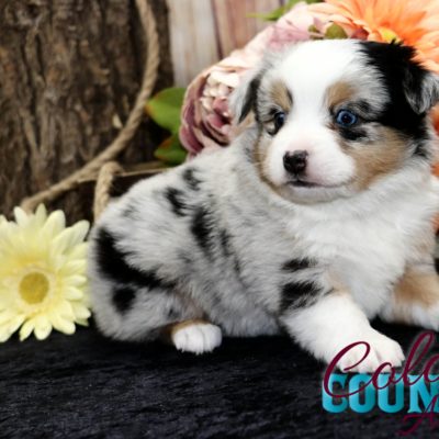Toy Pups | Color Country Aussies