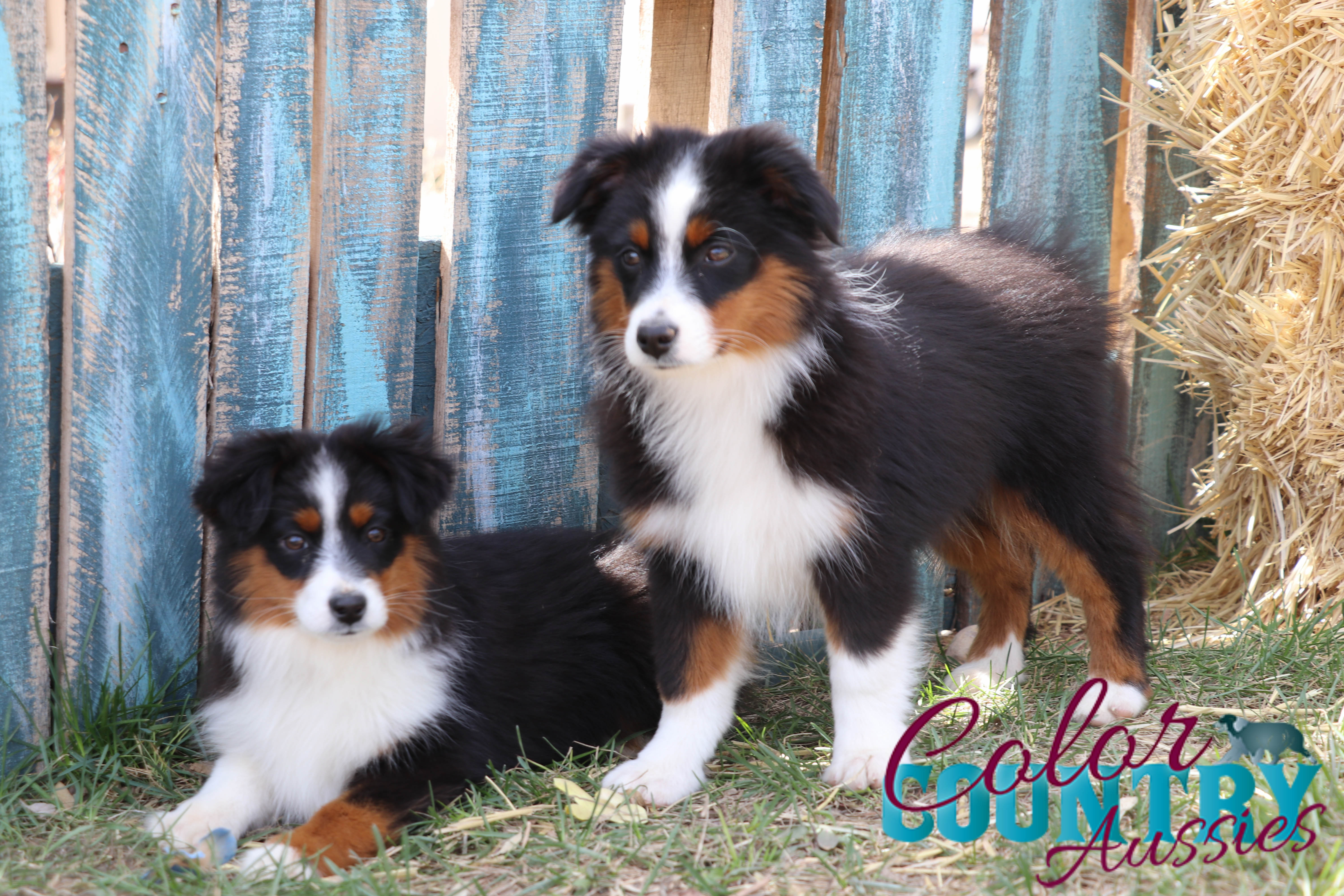 Titanic Black Tri Male 1 | Color Country Aussies