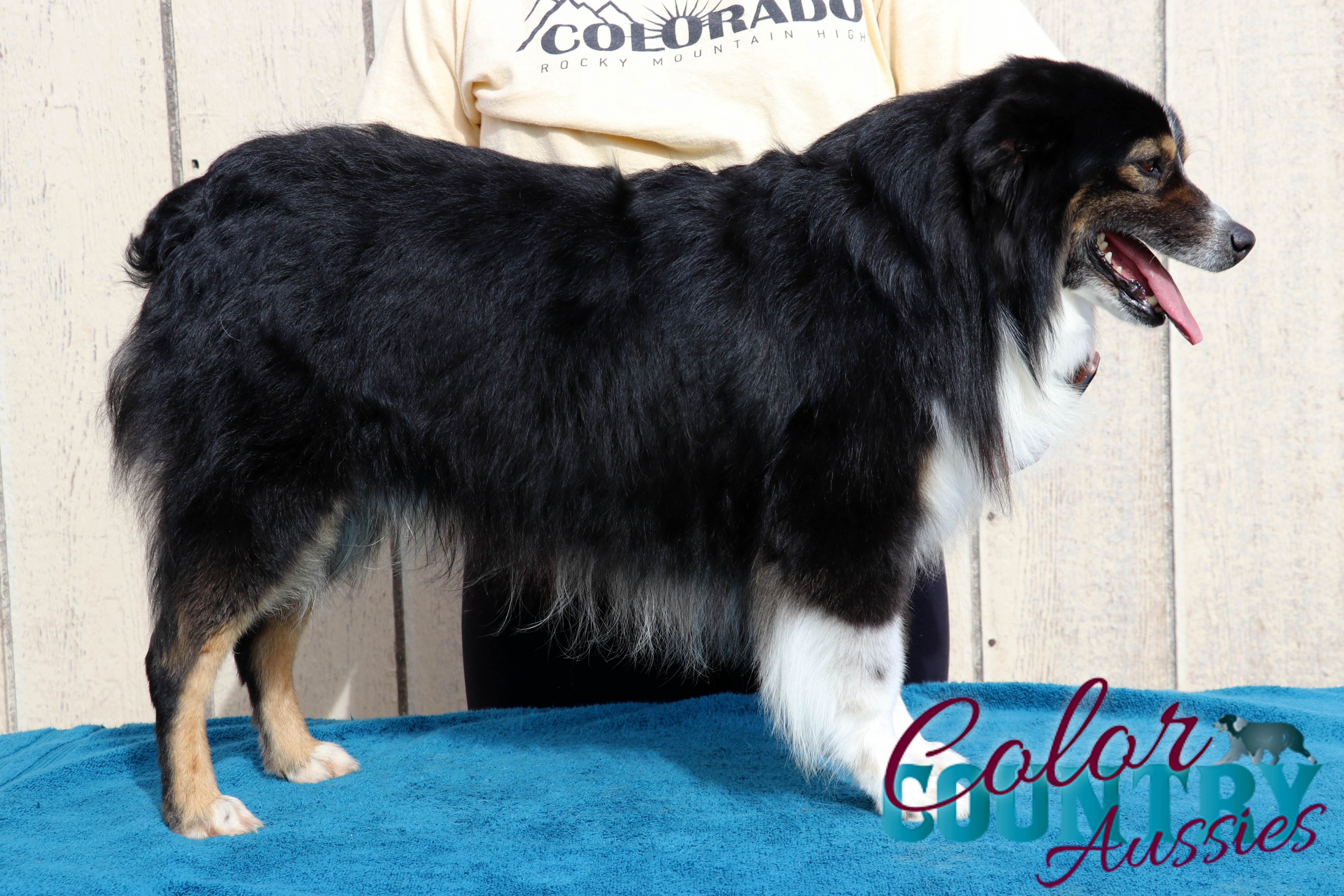Jakes Lil Cinch Of Color Country Aussies Mini Aussie Blue Eyed Tri Male ...