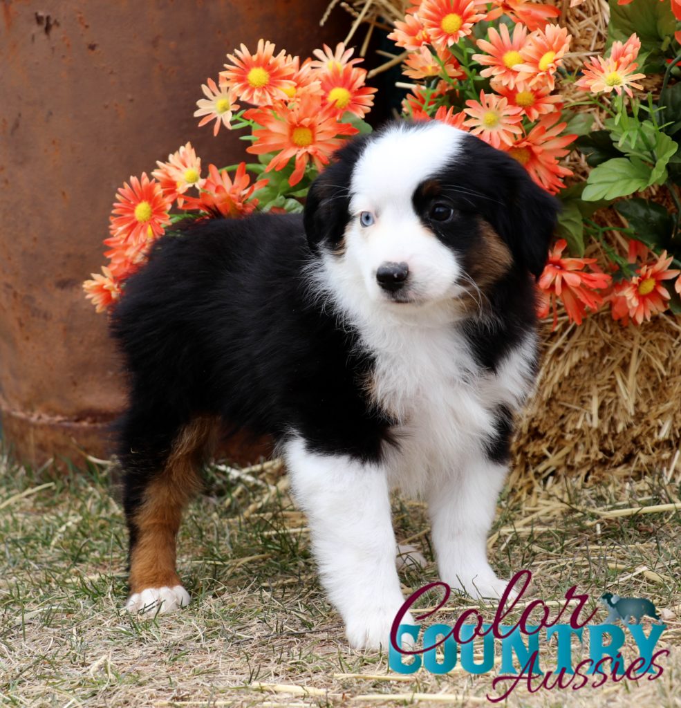 Sweet Addiction Blue Eyed Tri Male Mismark | Color Country Aussies