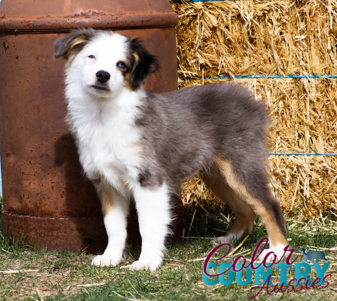 Dilute Merle Male Mismark | Color Country Aussies