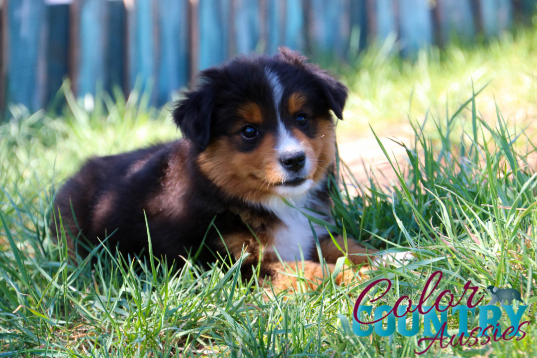 Country Chicks Black Tri Male | Color Country Aussies