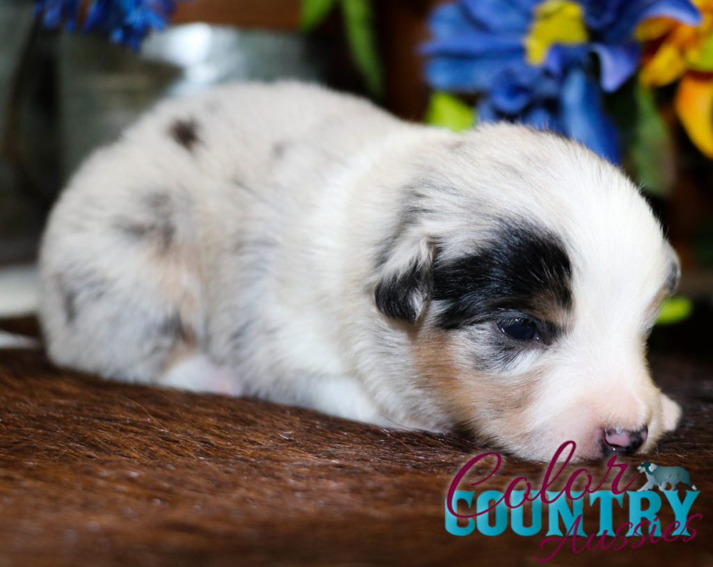 Change Blue Merle Female | Color Country Aussies