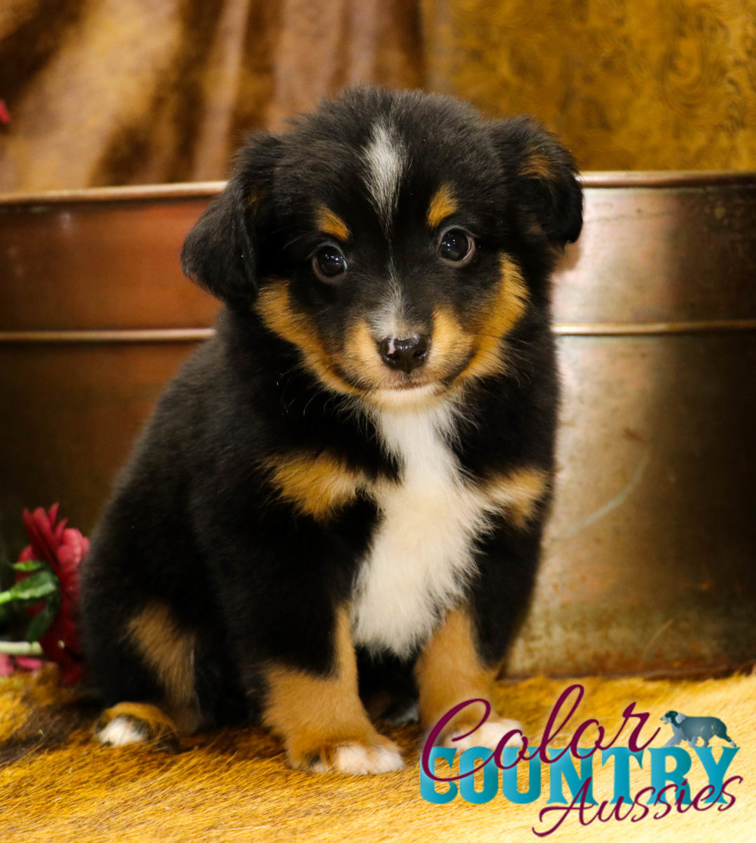 Change’s Black Tri Male | Color Country Aussies