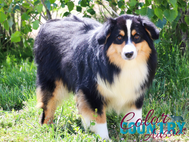 mini aussie | Color Country Aussies