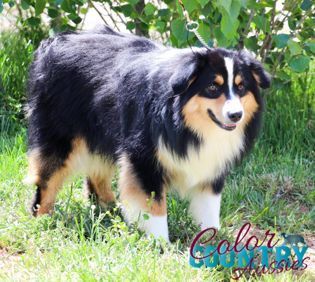 Bliss Black Tri Male 1 (Mini) | Color Country Aussies