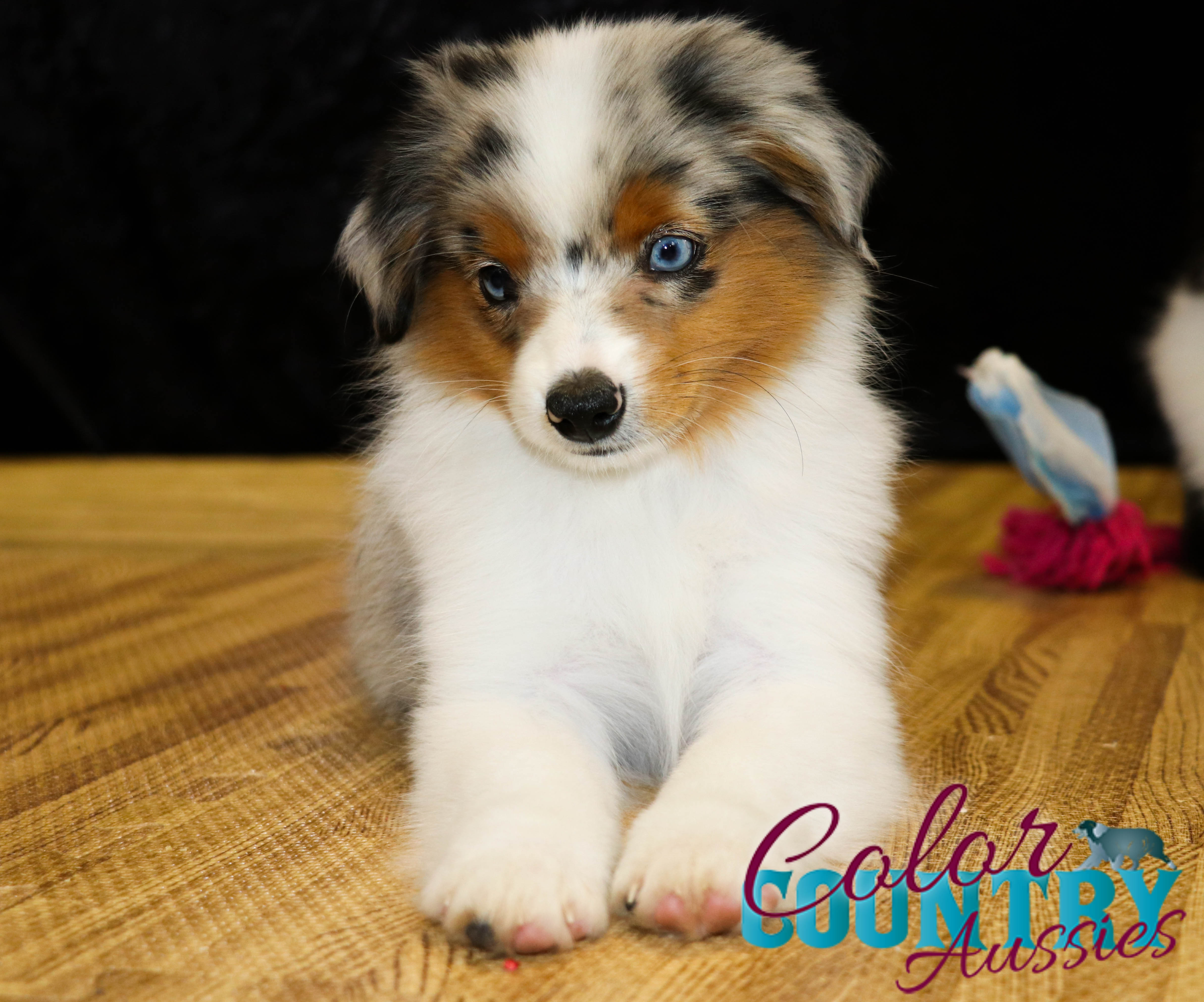 red tri australian shepherd | Color Country Aussies