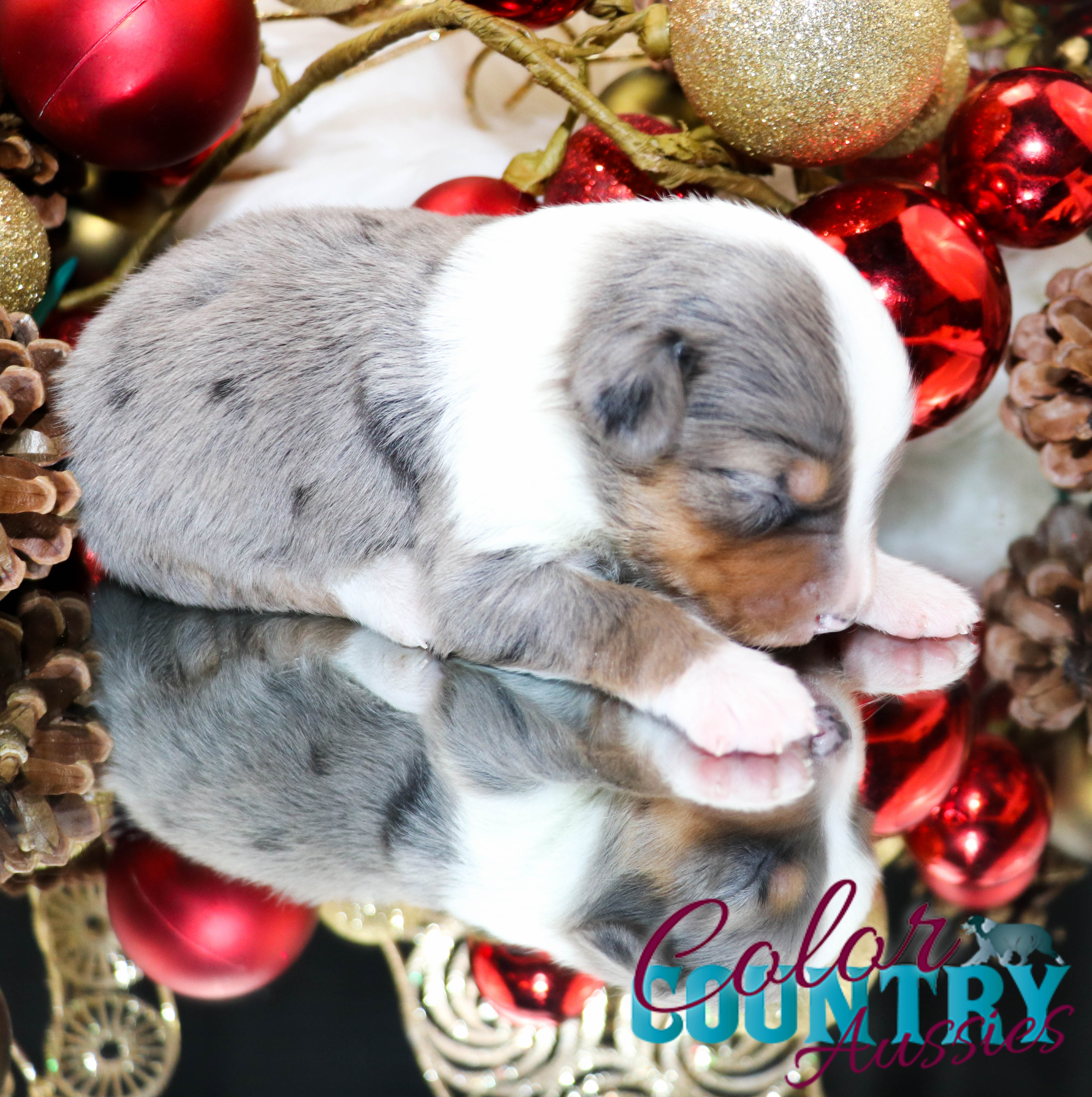 Limited Edition Blue Merle Female 2 | Color Country Aussies
