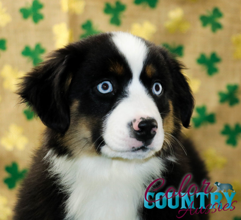 Miniature Australian Shepherd Females | Color Country Aussies