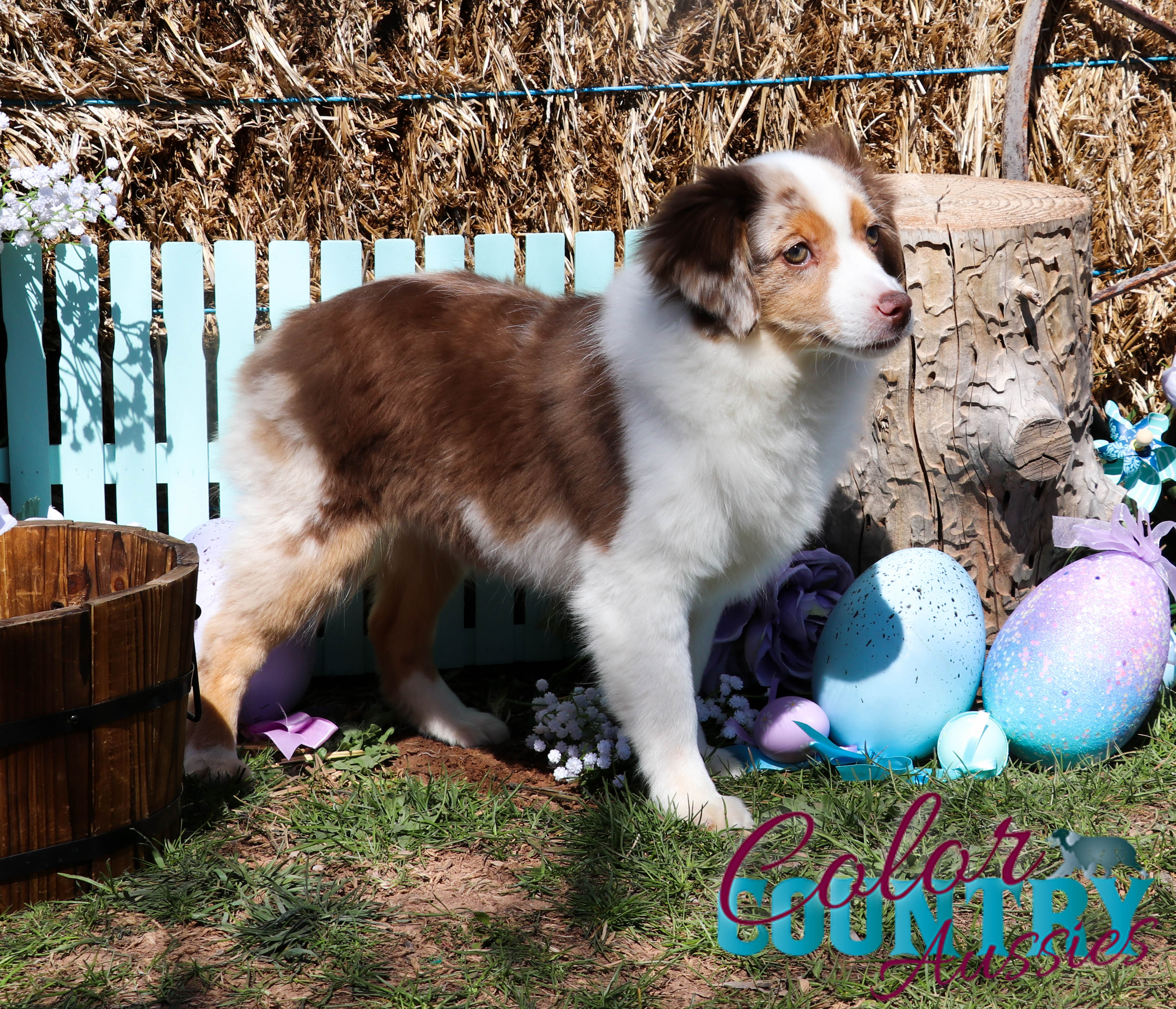 Rosebud Red Merle Female | Color Country Aussies