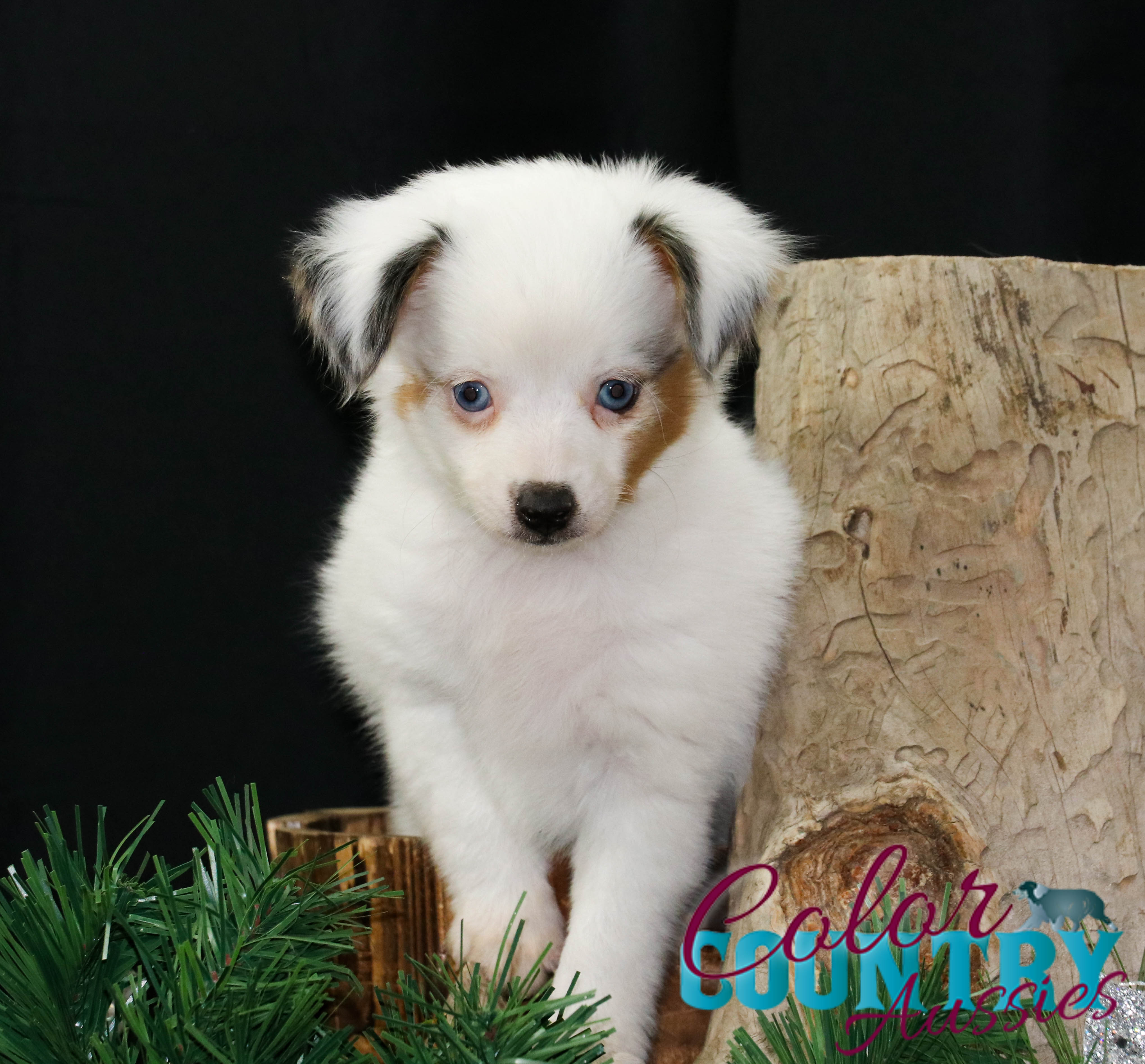 Easy Money Mismark Female | Color Country Aussies