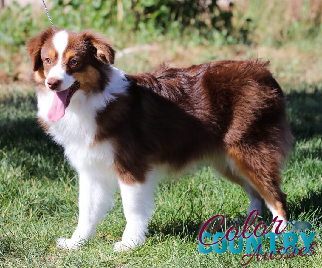 Just My Luck’s Red Tri Male | Color Country Aussies