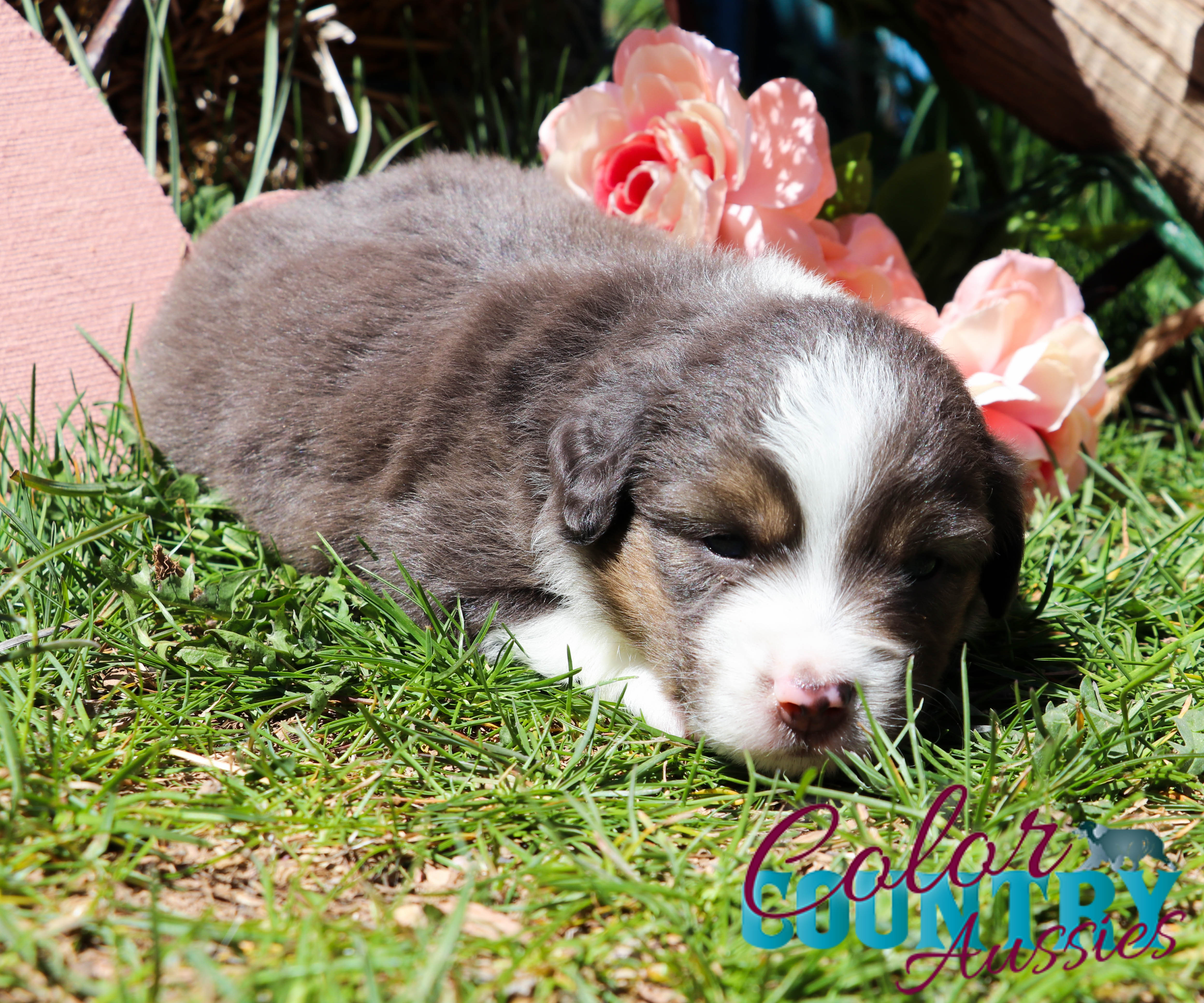 Tomboy’s Dilute Blue Merle Male | Color Country Aussies