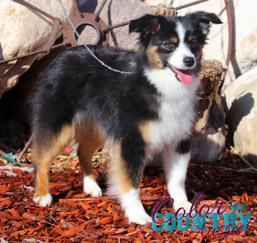 Toy Australian Shepherd Females | Color Country Aussies
