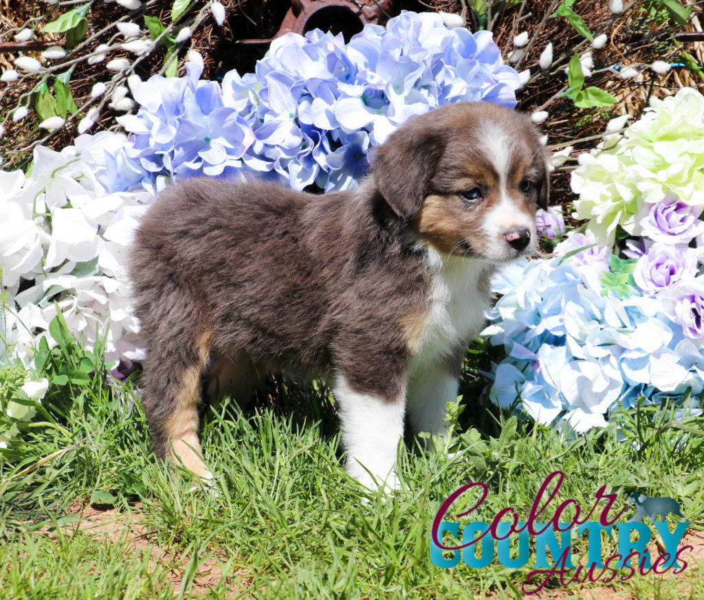 Tomboy’s Dilute Blue Merle Male | Color Country Aussies