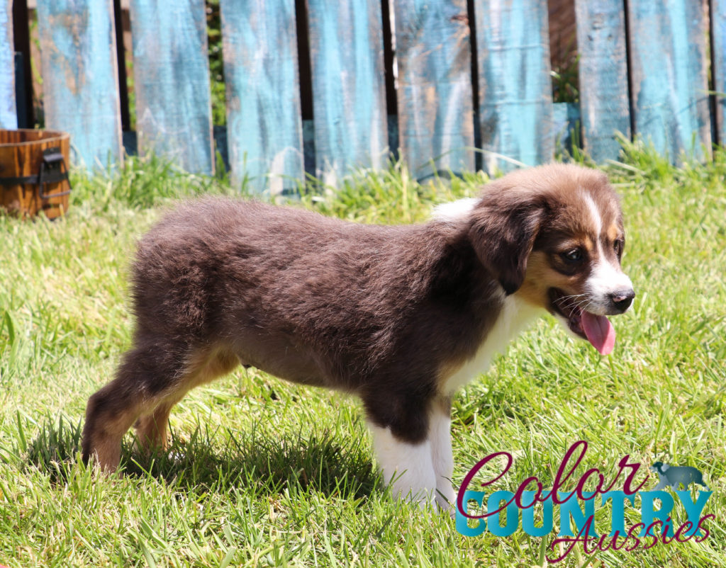 Tomboy’s Dilute Blue Merle Male | Color Country Aussies