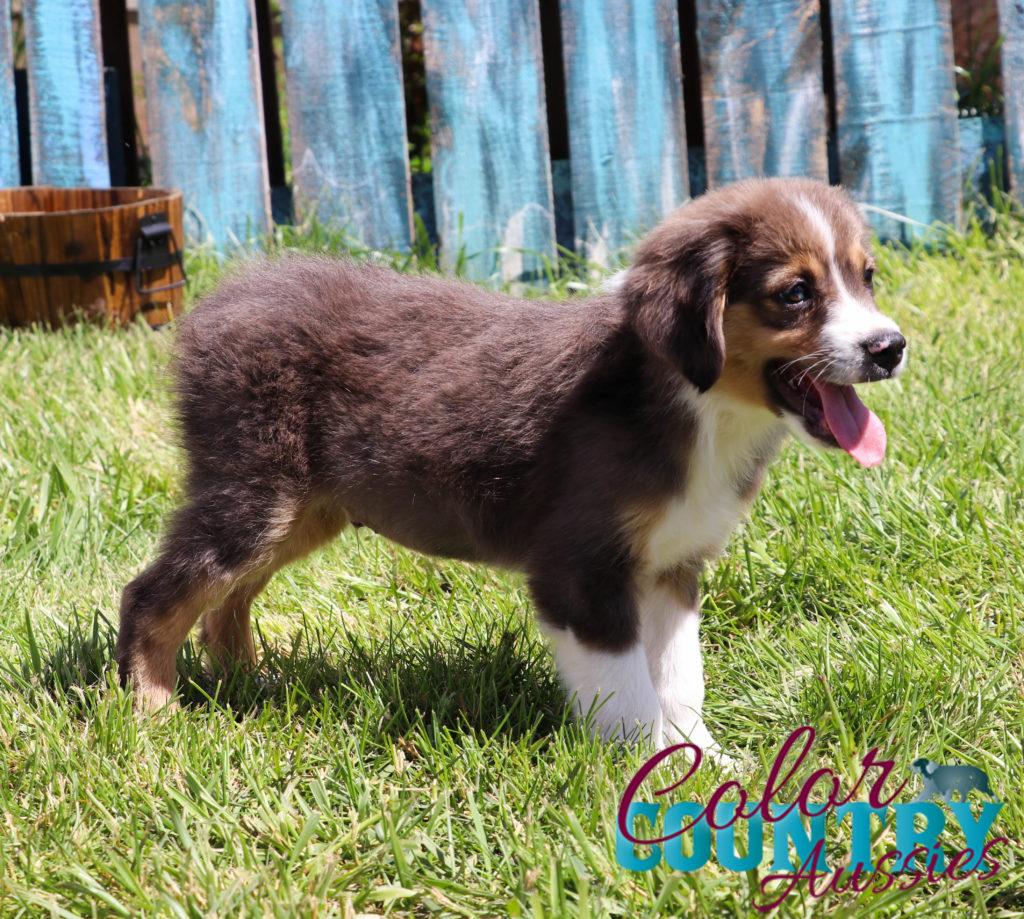 Tomboy’s Dilute Blue Merle Male | Color Country Aussies