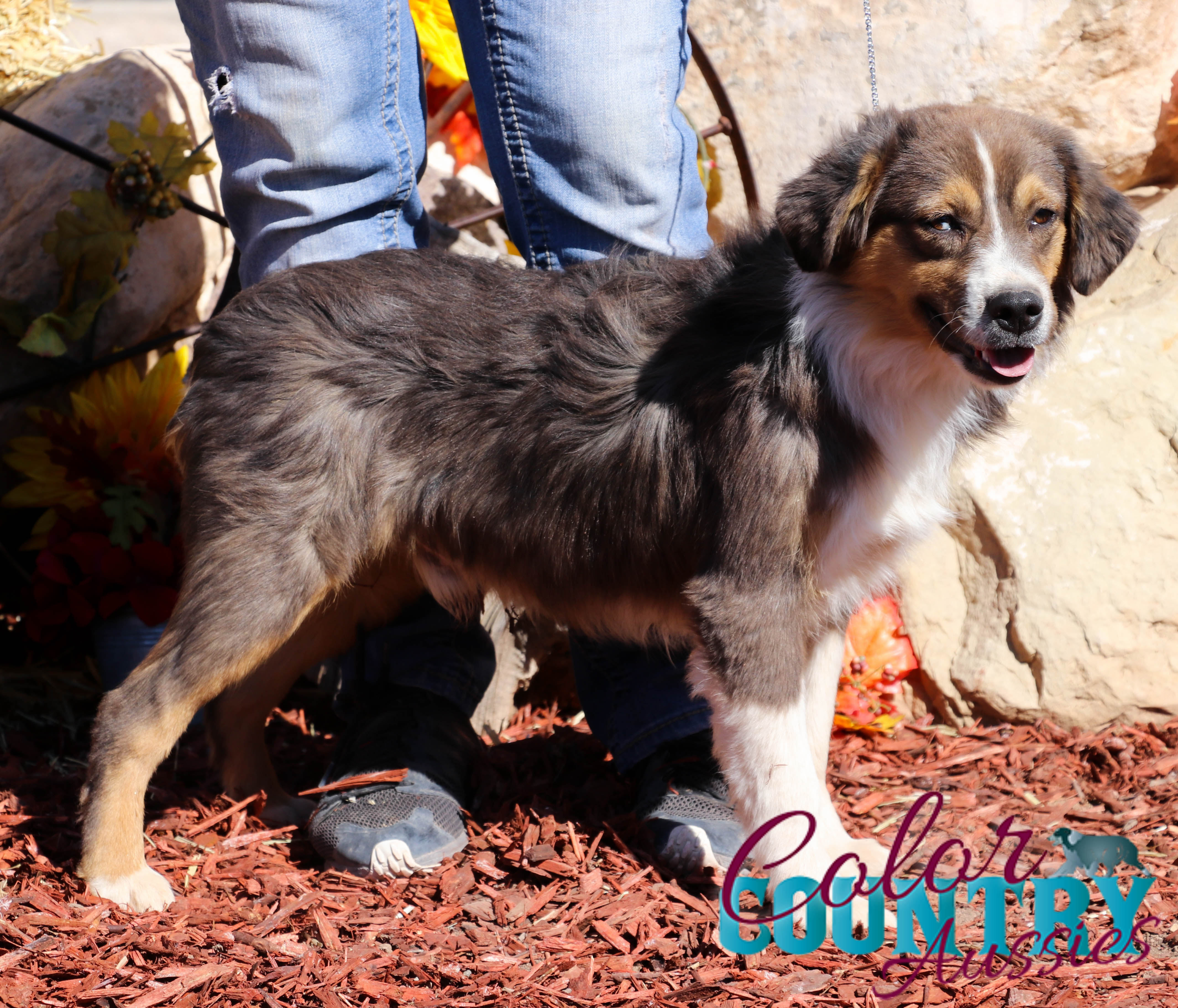 Tomboy’s Dilute Blue Merle Male | Color Country Aussies