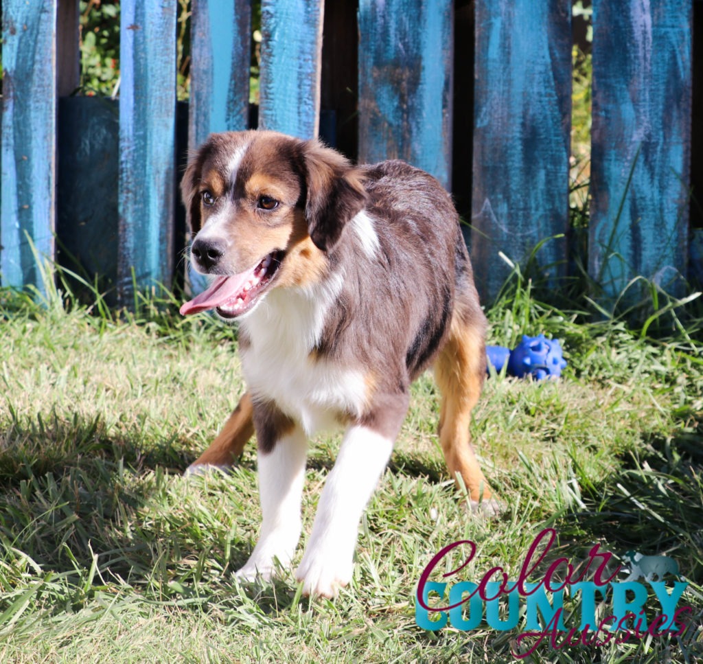 Tomboy’s Dilute Blue Merle Male | Color Country Aussies