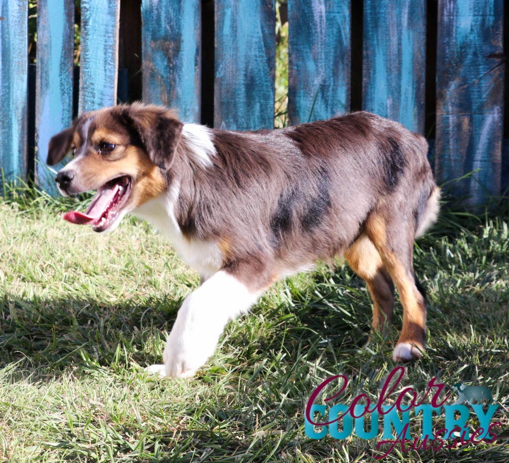 Tomboy’s Dilute Blue Merle Male | Color Country Aussies