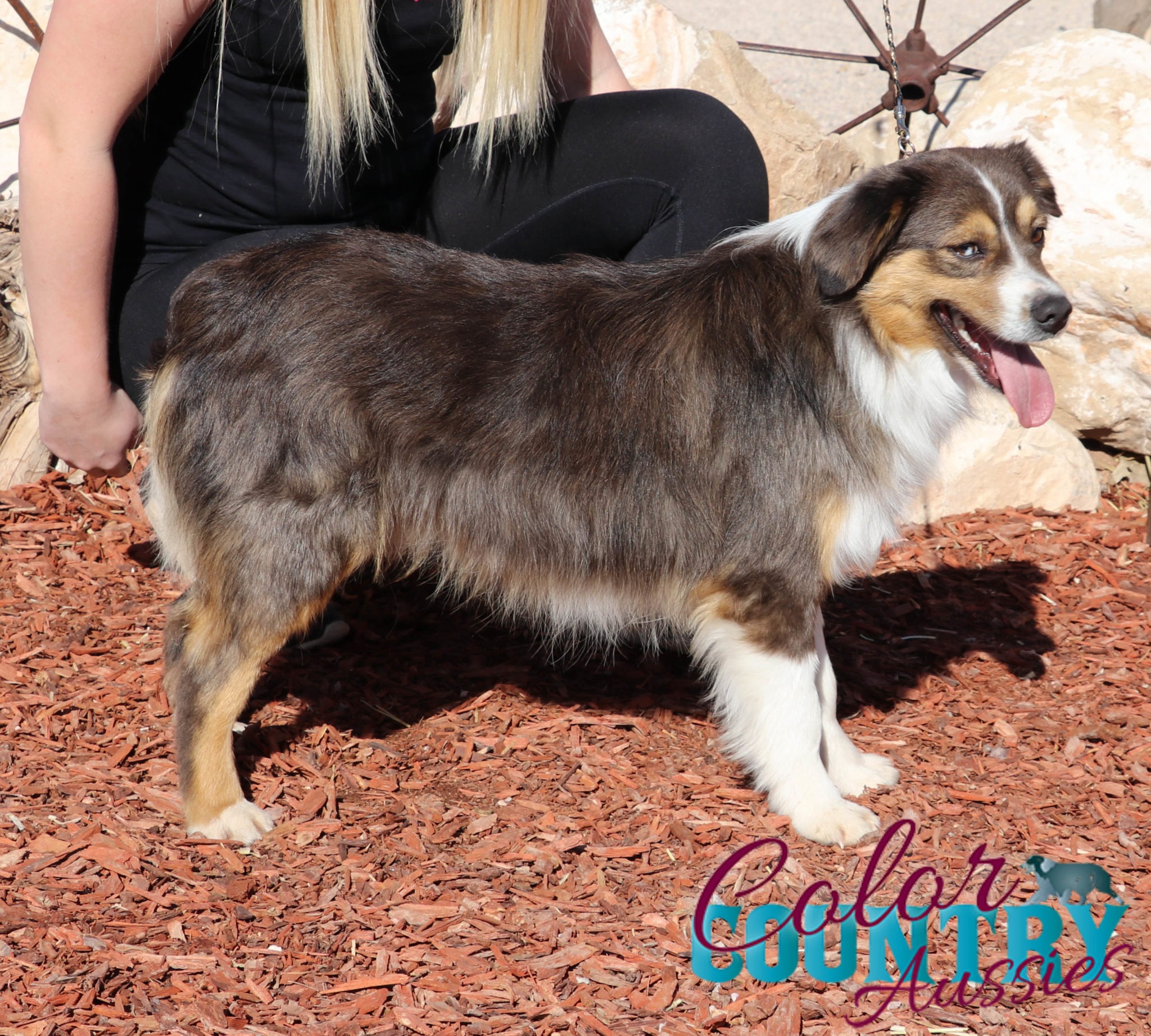 Tomboy’s Dilute Blue Merle Male | Color Country Aussies