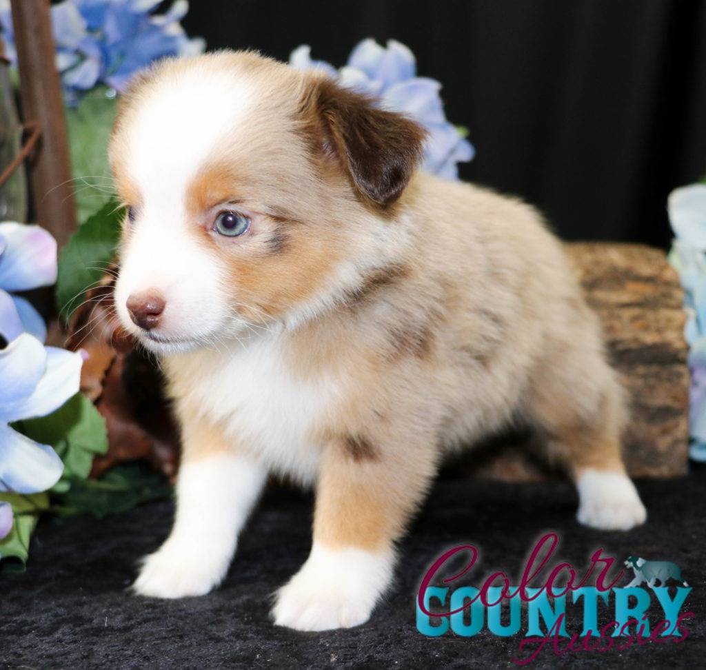 Rosebud’s Red Merle Female | Color Country Aussies