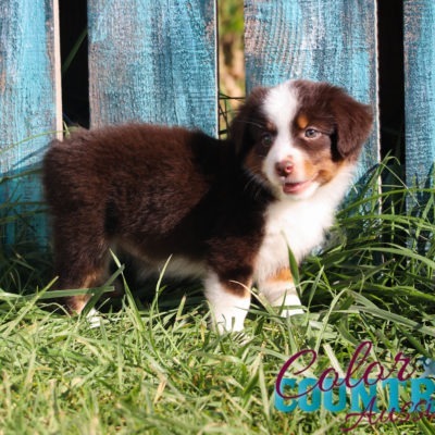 Mini Pups | Color Country Aussies