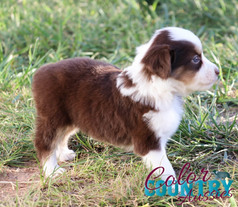 Gossip’s Red Tri Female 2 | Color Country Aussies