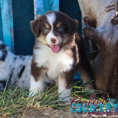 Mini Pups | Color Country Aussies