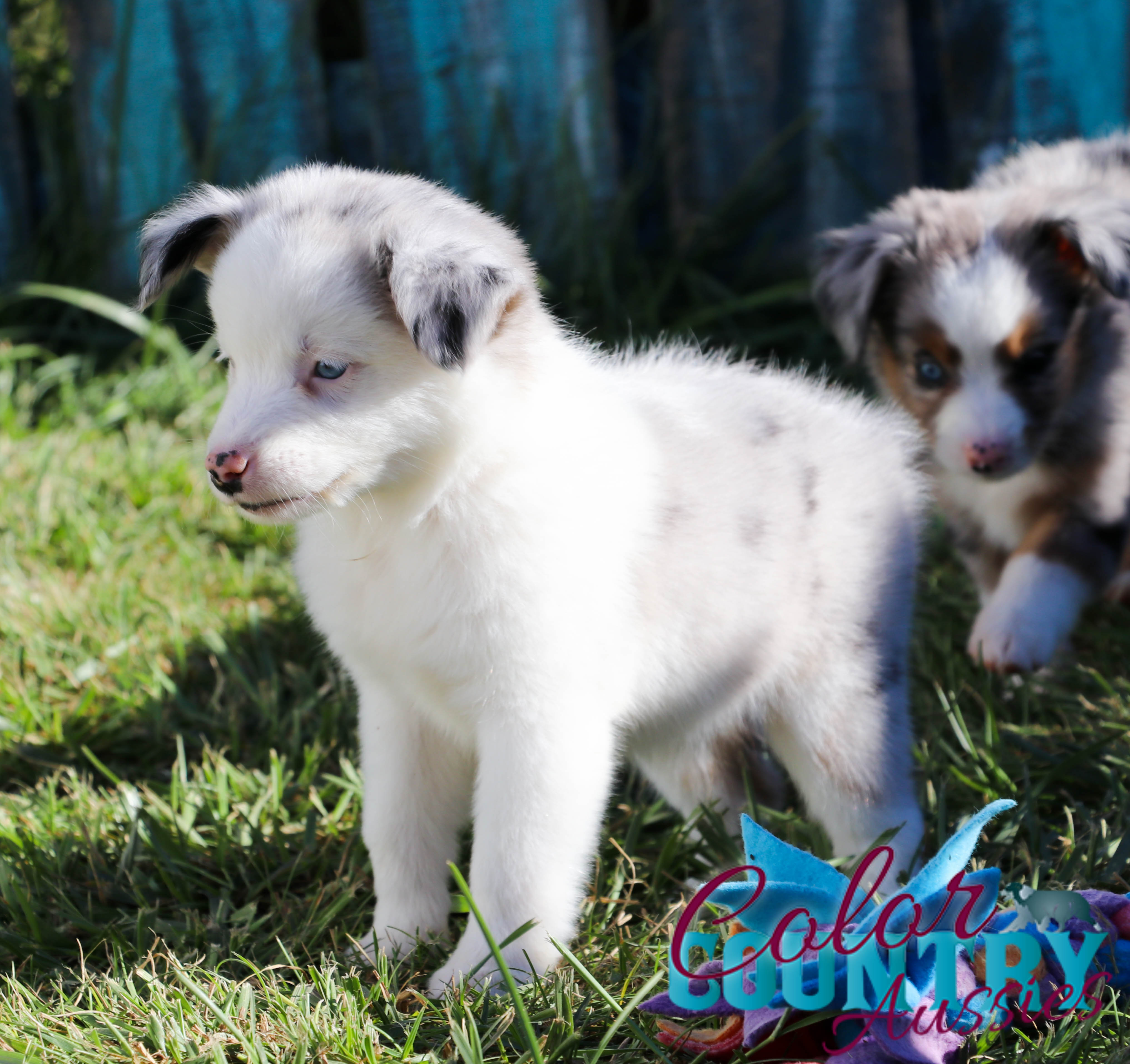 Marley’s Blue Merle Female 1 | Color Country Aussies