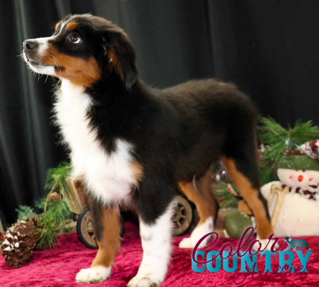 Cowgirl’s Black Tri male | Color Country Aussies