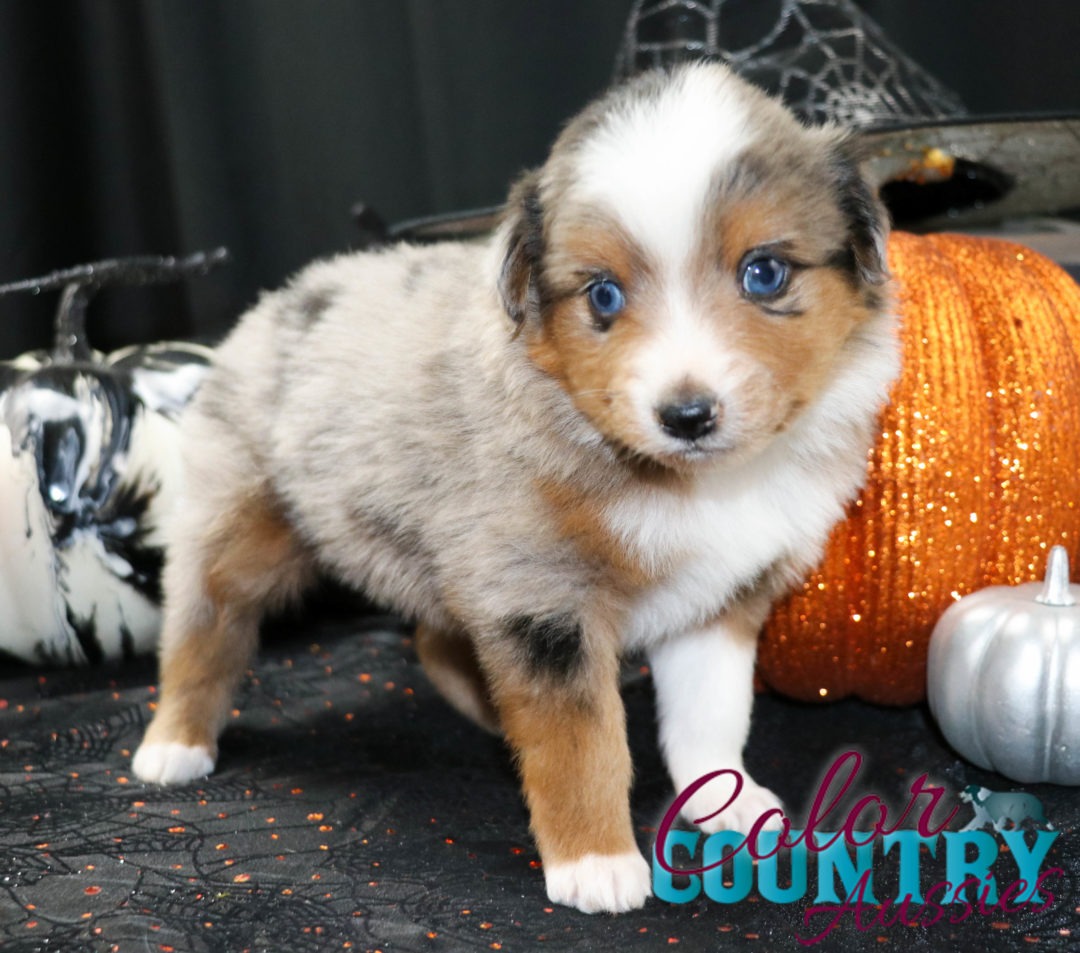 Jewel’s Blue Merle Male | Color Country Aussies