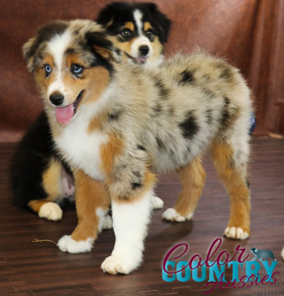 Jewel’s Blue Merle Male | Color Country Aussies