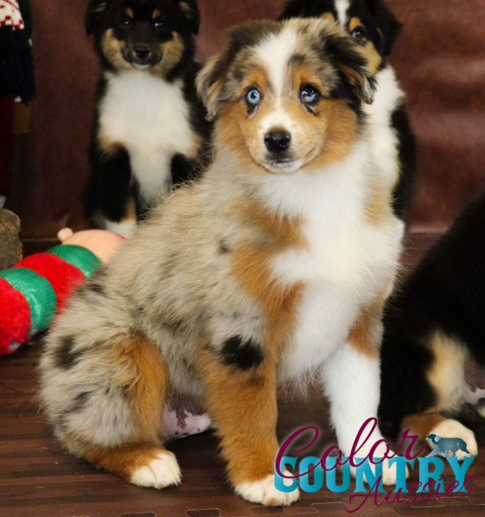 Jewel’s Blue Merle Male | Color Country Aussies