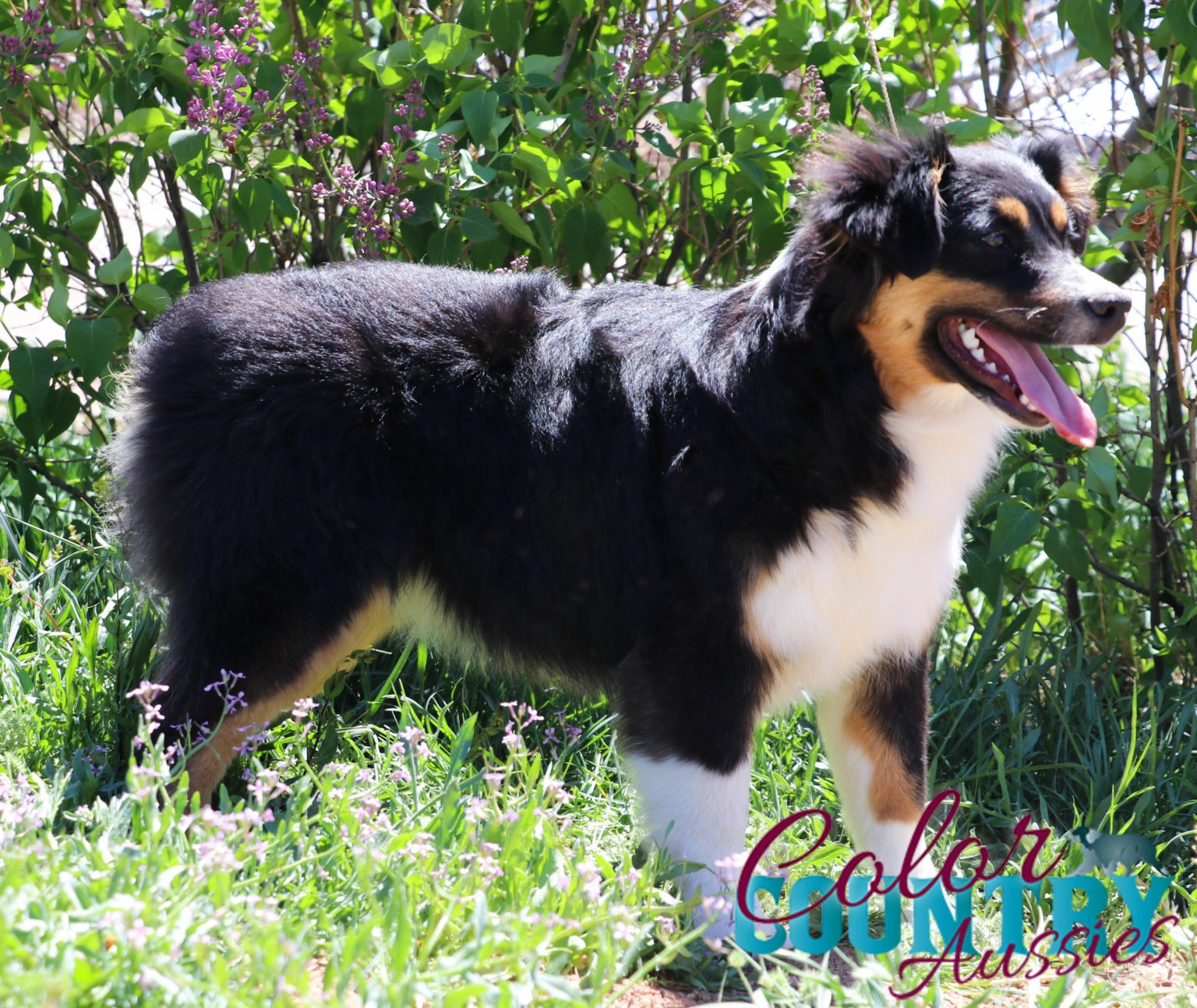 Miniature Australian Shepherd Females | Color Country Aussies