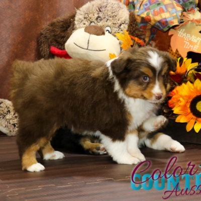 Mini Pups | Color Country Aussies