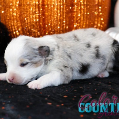 Available Toy Aussie Puppies Toy Australian Shepherd | Color Country ...