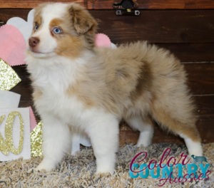 BBW’s Red Merle Female | Color Country Aussies