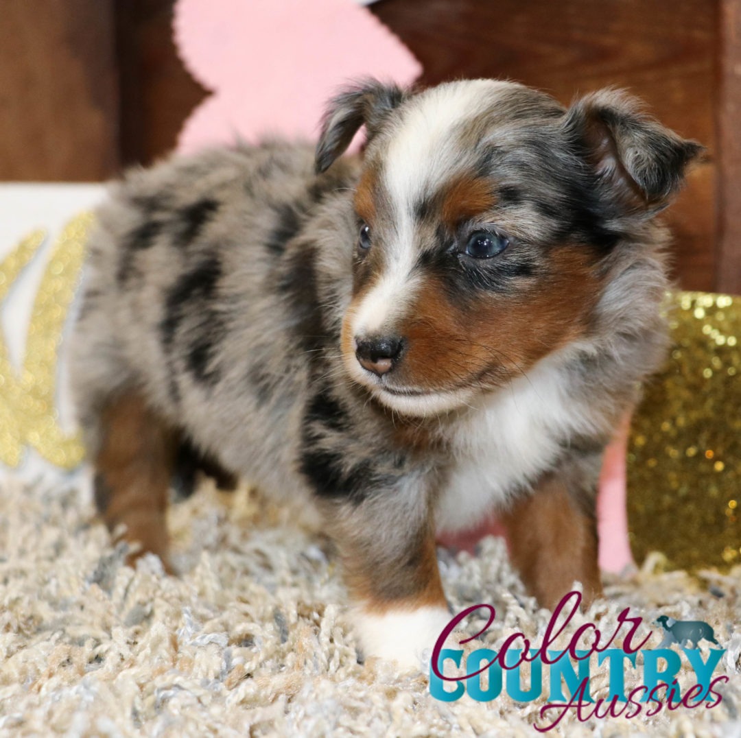 Change’s Blue Merle Male 1 | Color Country Aussies
