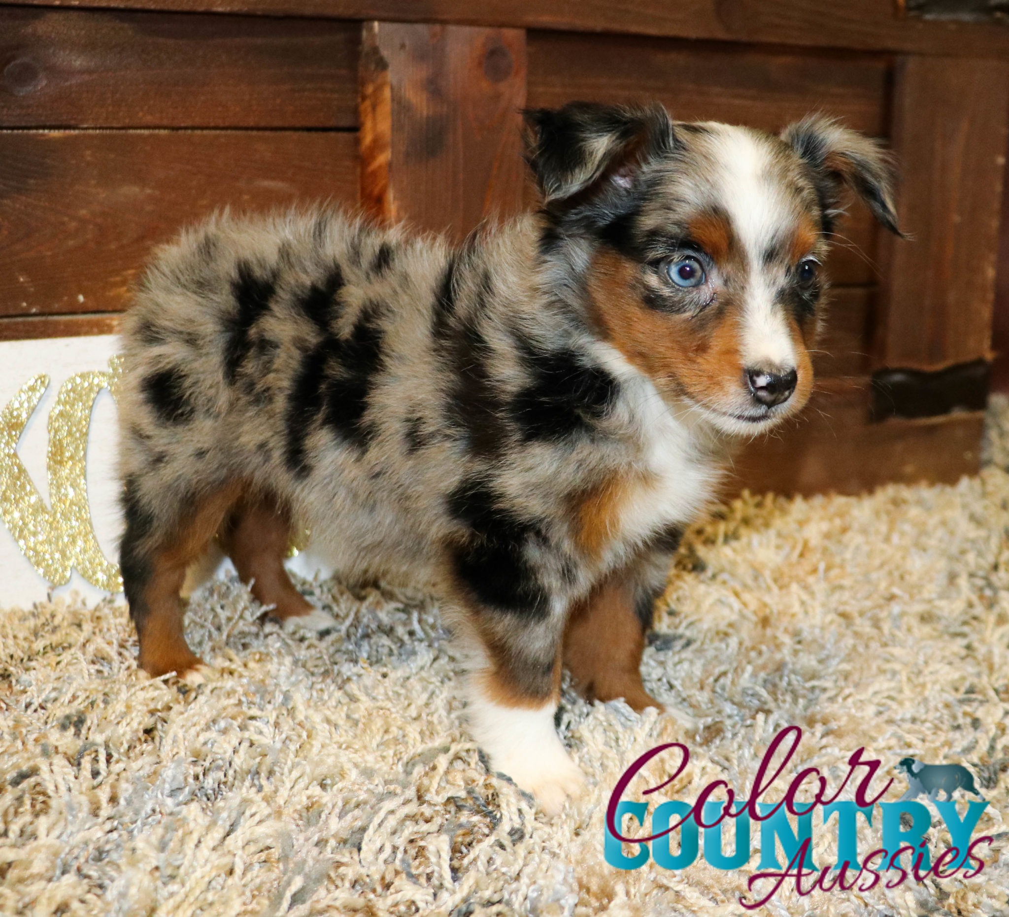 Change’s Blue Merle Male 1 | Color Country Aussies