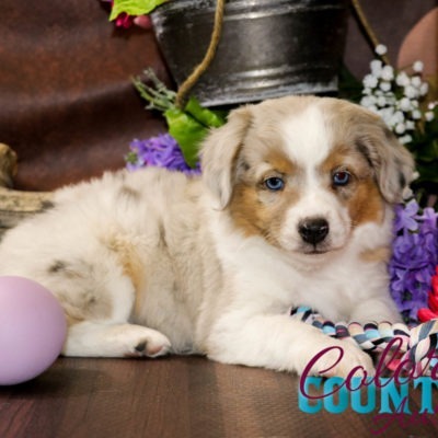 Mini Pups | Color Country Aussies
